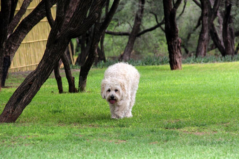 Beautiful White Labradoodle Medium Breed Dog, Walking in the Grass by ...