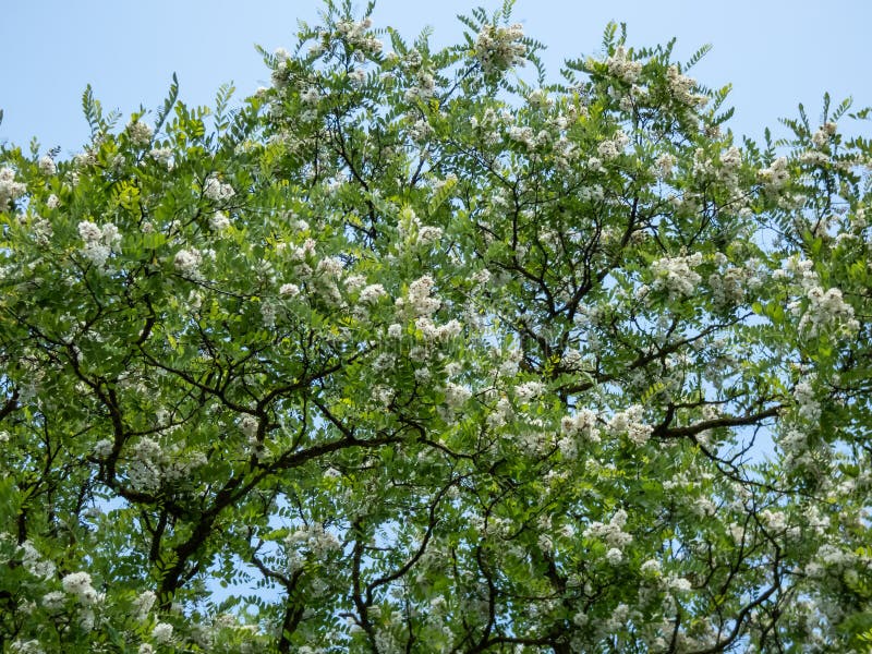 White, Large Flowers of Black Locust or False Acacia (robinia ... White, Large Flowers of Black Locust or False Acacia (robinia ...
