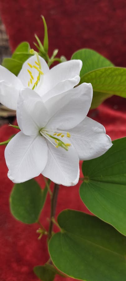Beautiful White Light Colour Flower Stock Image - Image of wildflower ...
