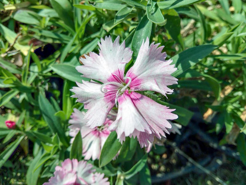 A Beautiful White and Light Pink Mix Flower Stock Image - Image of ...