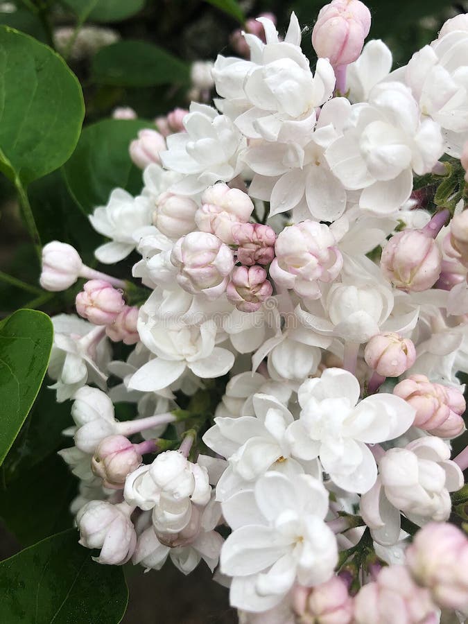 Beautiful White Lilac Tree in the Park View Stock Image - Image of ...