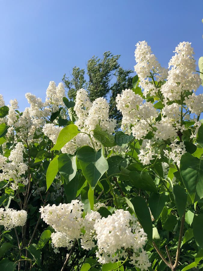 Beautiful White Lilac Tree in the Park View Stock Photo - Image of ...