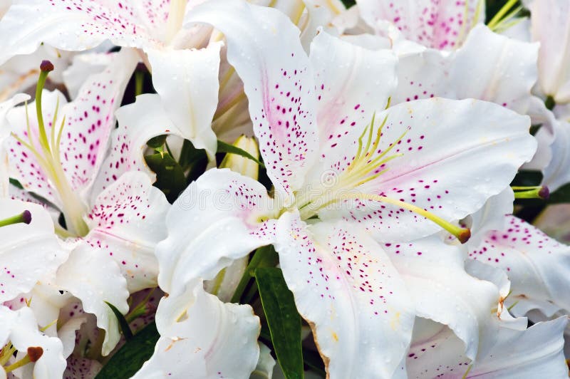 Beautiful white lilies stock image. Image of white, pure - 10814373