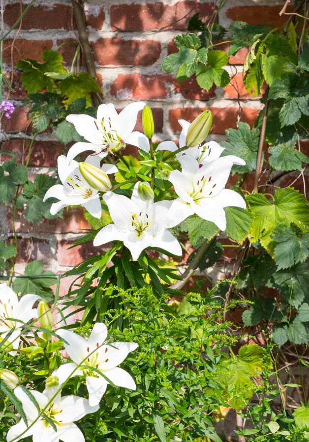 Ivy in Lilies stock photo. Image of botanical, green - 31376174