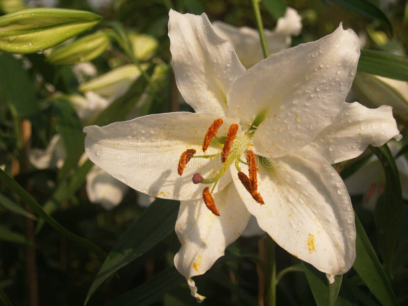 Beautiful White Lilly in Garden and Water Drop Stock Image - Image of ...
