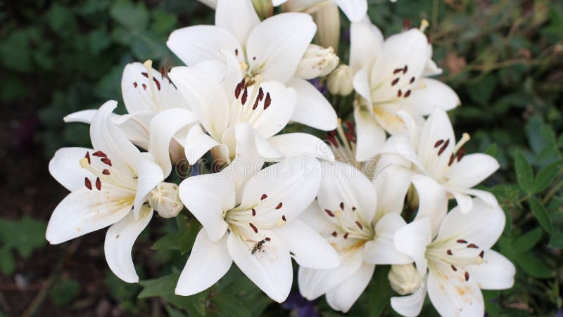 White Lily Plant Blooming in the Garden Stock Photo - Image of flora ...