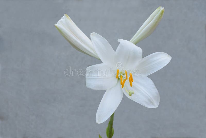 Large Planon Stock Photos - Free & Royalty-Free Stock Photos from ...