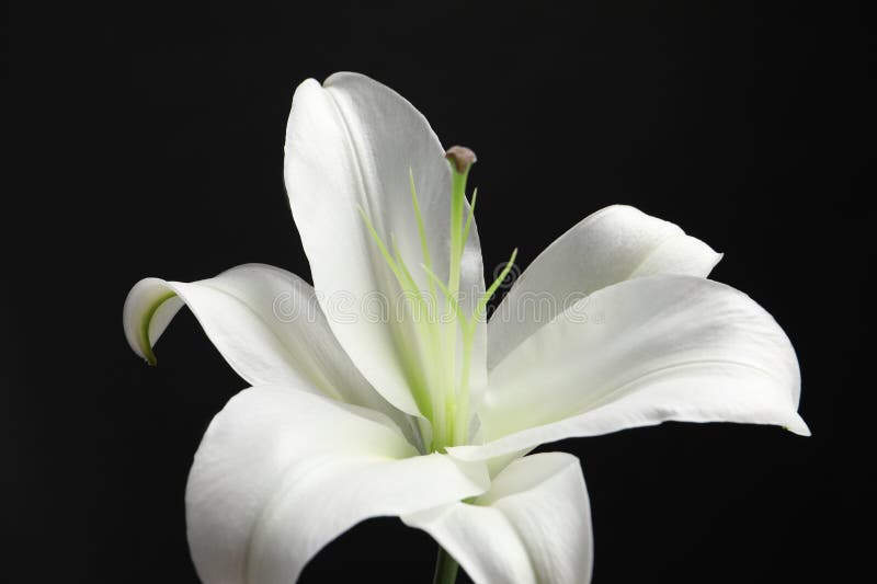 Beautiful White Lily Flower on Black Background, Closeup Stock Photo ...
