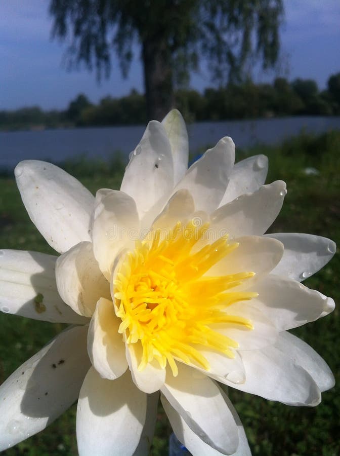 Beautiful White Lily Flower Stock Image - Image of flower, floral: 85694779