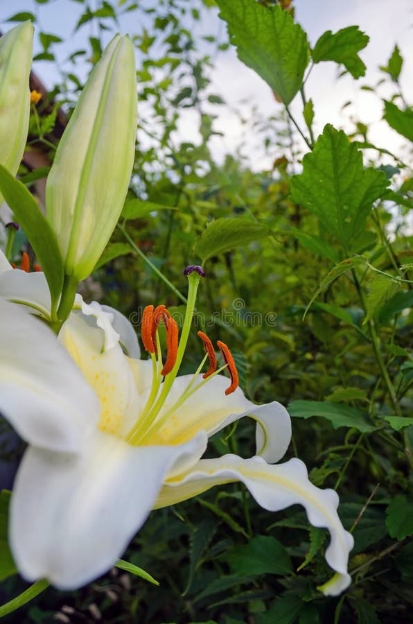 Beautiful White Lily Flowers Stock Image - Image of nature, plant: 63561057