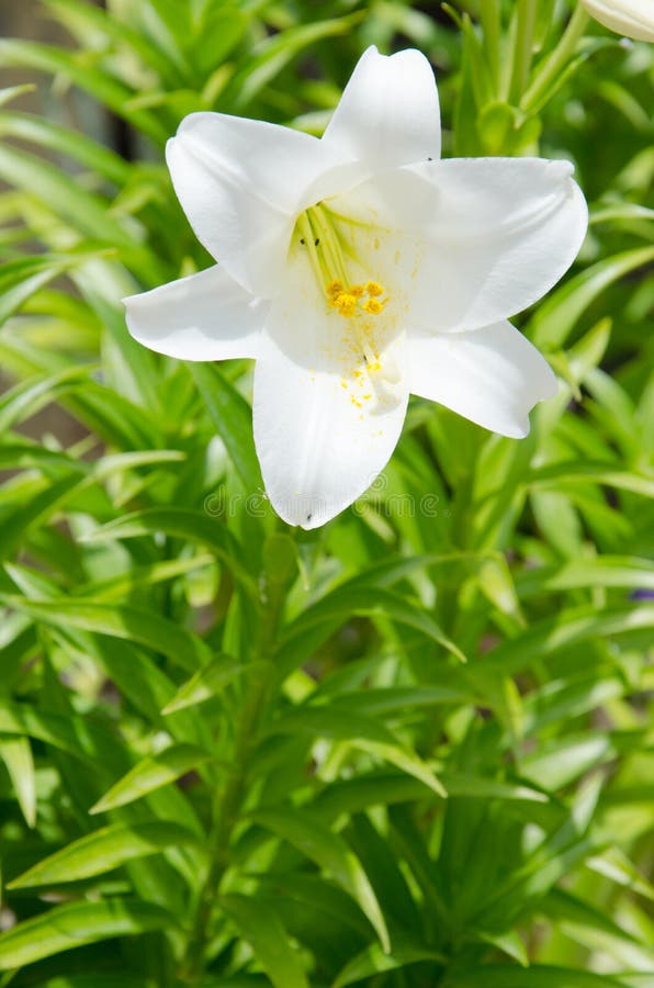 Beautiful White Lily Flowers Stock Image - Image of flora, garden: 42709979