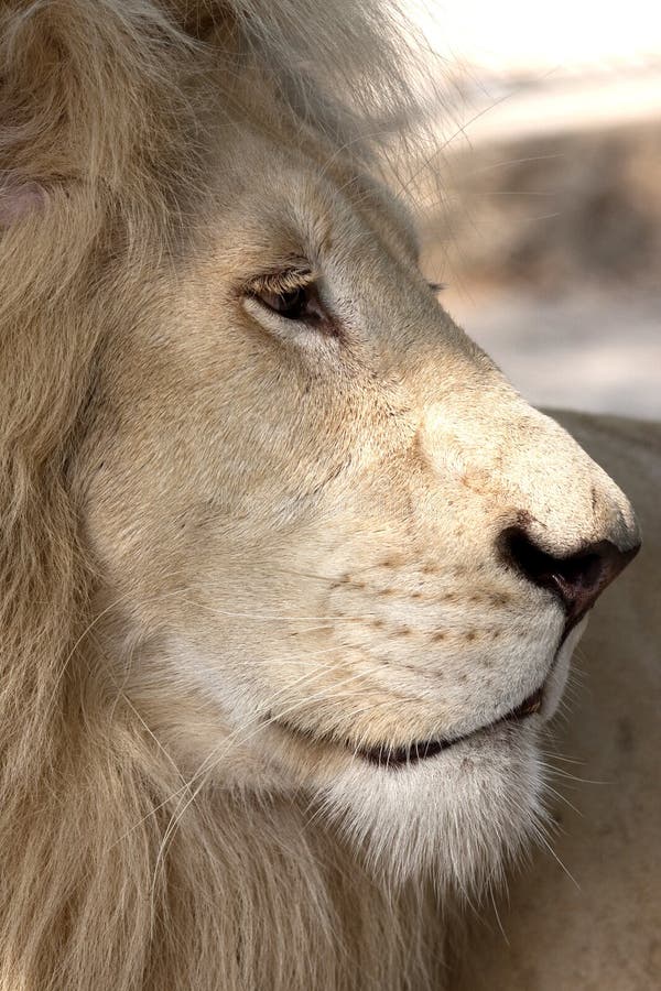 Beautiful white lion stock image. Image of focus, look - 12813835