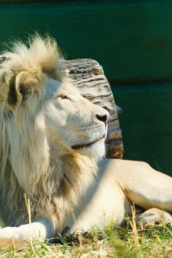 Beautiful white lion stock image. Image of south, lying - 150883799