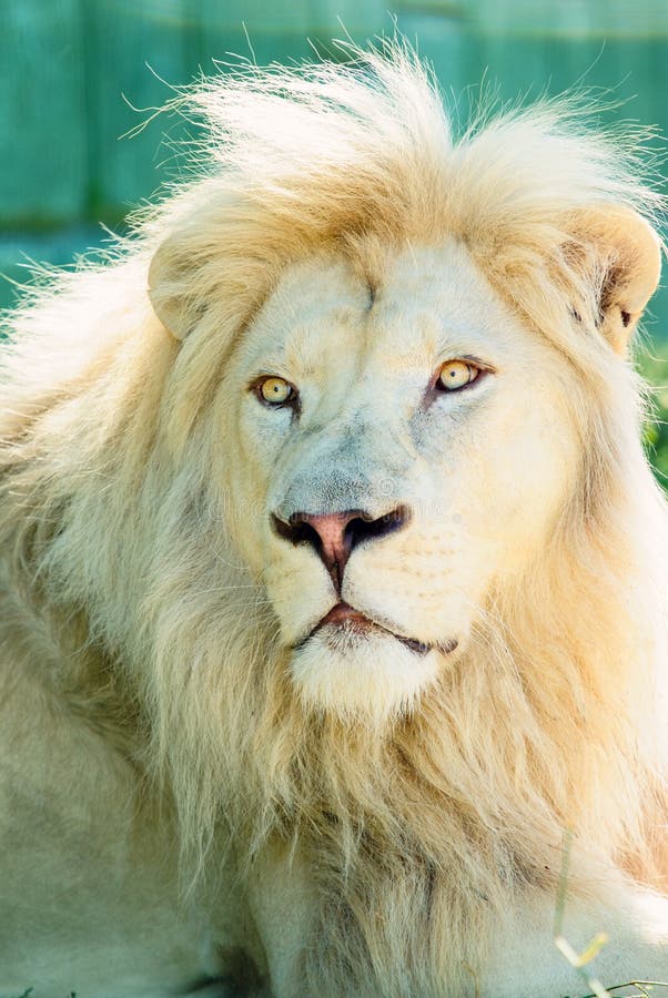 Beautiful White Lion stock image. Image of growl, closeup - 150884161