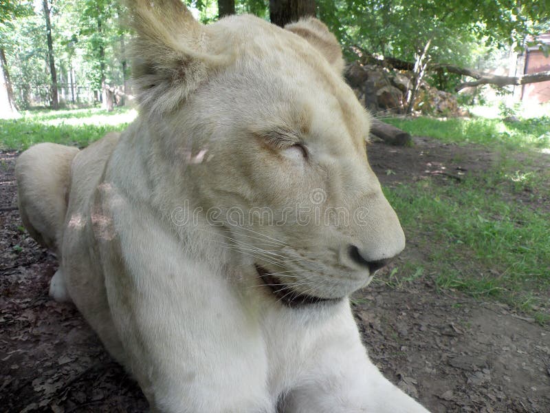 Beautiful White Lion Close Up Stock Photo - Image of lion, feline ...