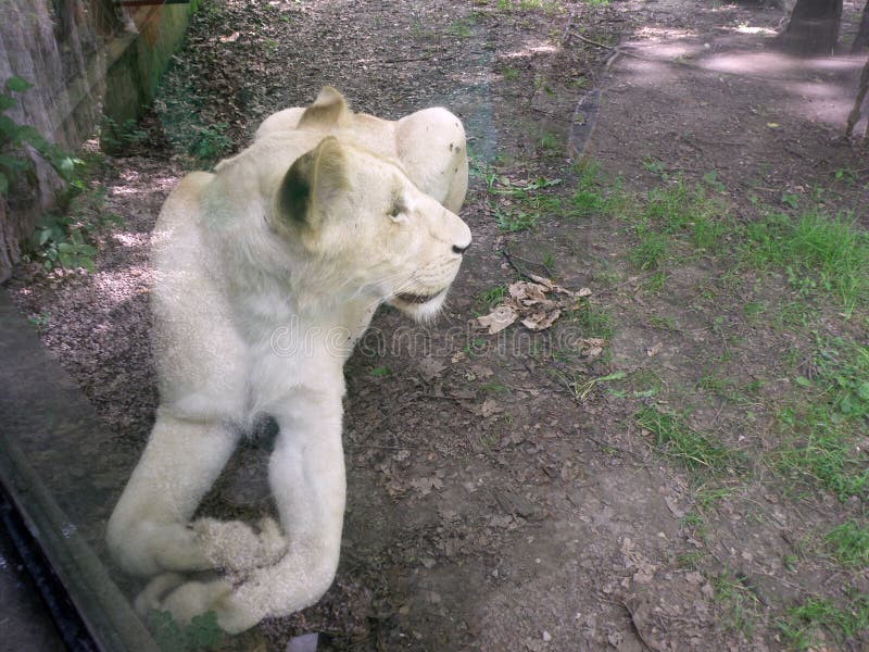 Beautiful White Lion Close Up Stock Photo - Image of head, safari ...