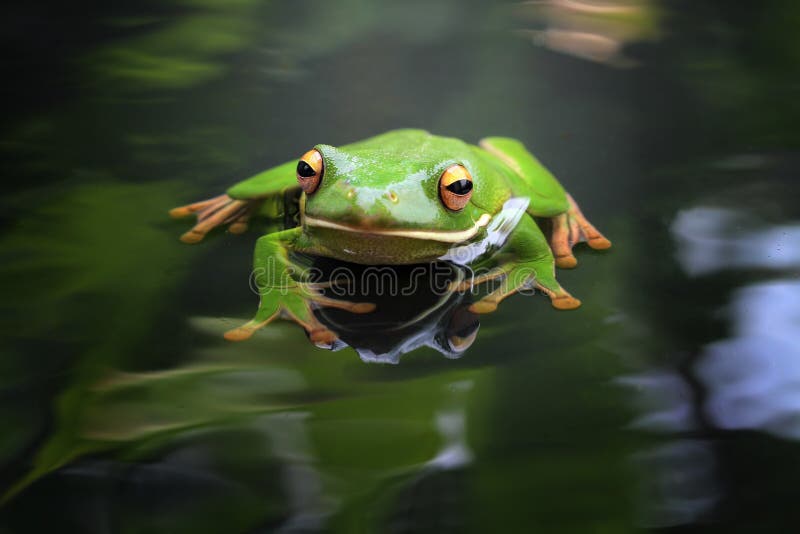 Beautiful White Lipped Tree Frog Closeup in Reflection Stock Image ...