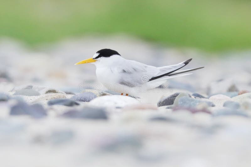 Beautiful White Little Tern Bird on the Rocks Stock Photo - Image of ...