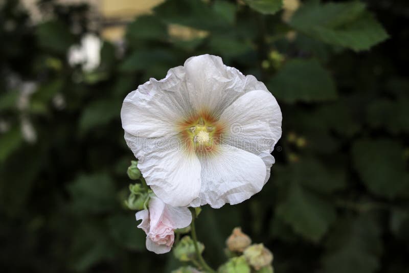 Beautiful White Mallow Flower on a Blurry Background Stock Photo ...