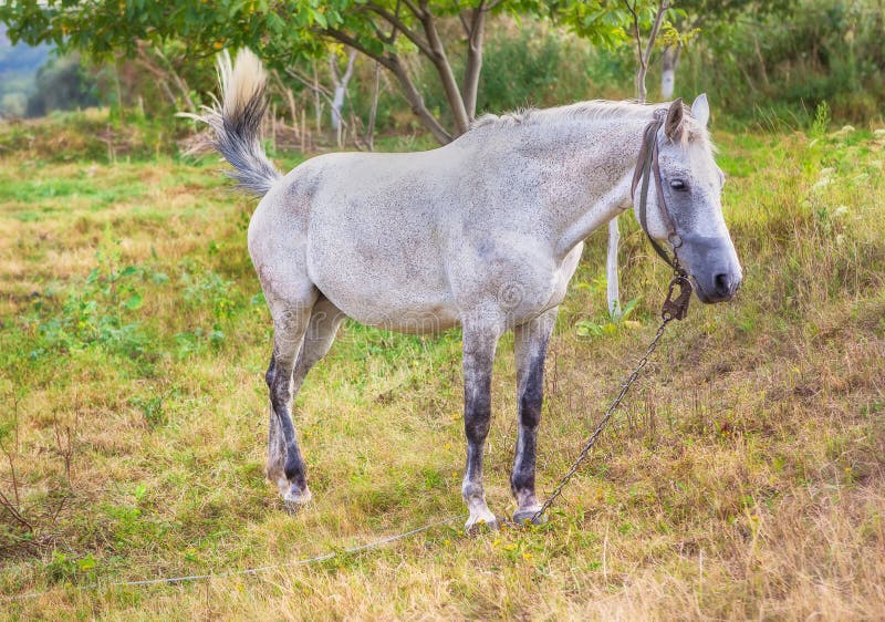 White mare onthe meadow stock photo. Image of beautiful - 77908772