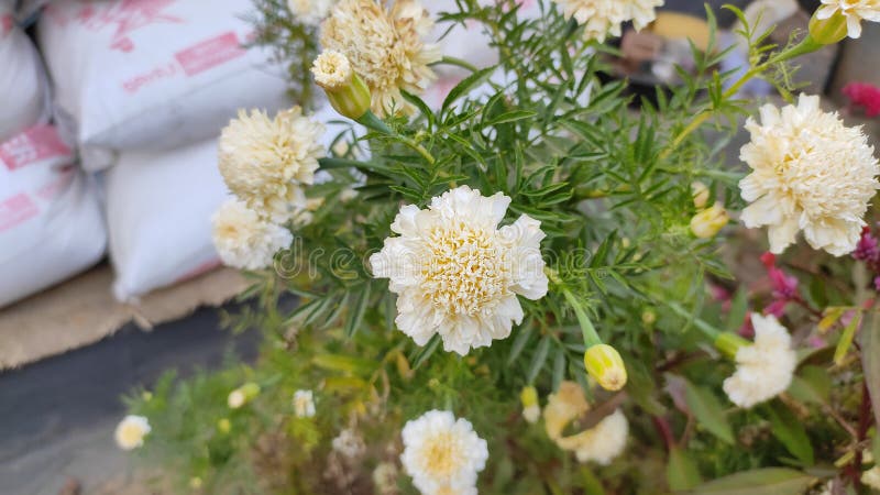 Beautiful White Marigold Flower in the Garden Stock Image - Image of ...