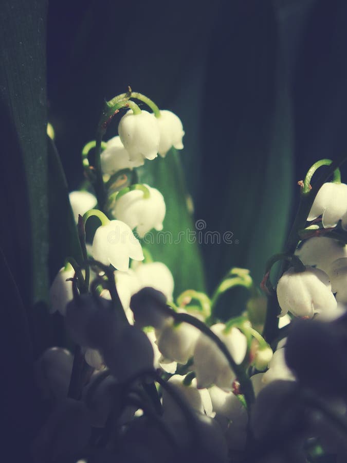 Beautiful White May Lilies of the Valley among Dark Green Leaves Stock ...