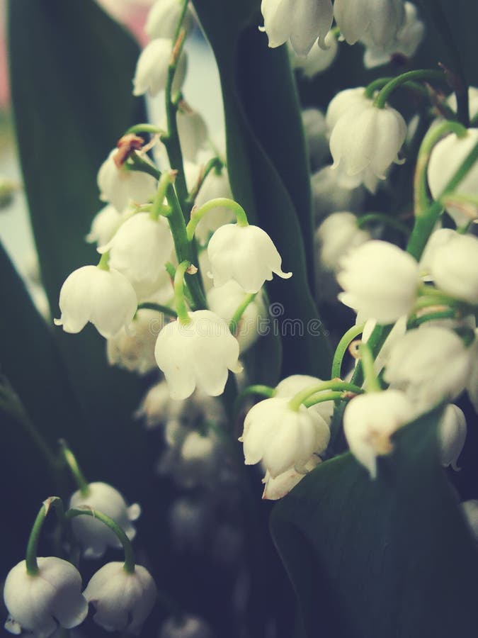 Beautiful White May Lilies of the Valley among Dark Green Leaves Stock ...