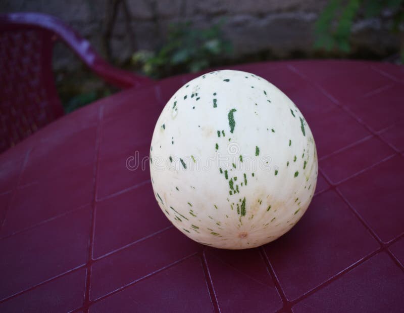 A Beautiful White Melon with Green Patterns on a Table Stock Photo ...