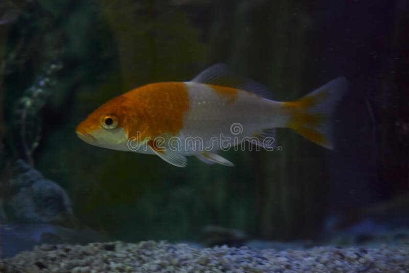 Beautiful White and Orange Comet Fish Swimming in the Aquarium Stock ...