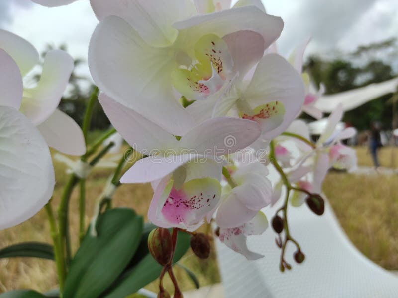 Beautiful White Orchid with Rice Field Background Stock Image - Image ...