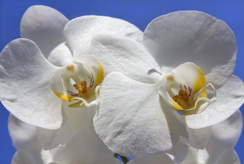 Beautiful White Orchid with Unusual Core Stock Image - Image of elegant ...