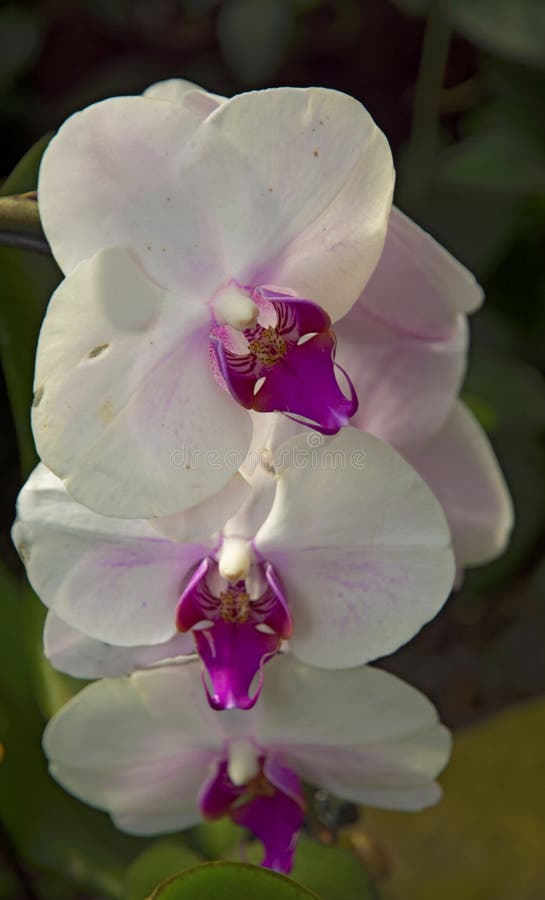 Beautiful White Orchids with Color Pattern on the Petals. Stock Photo ...