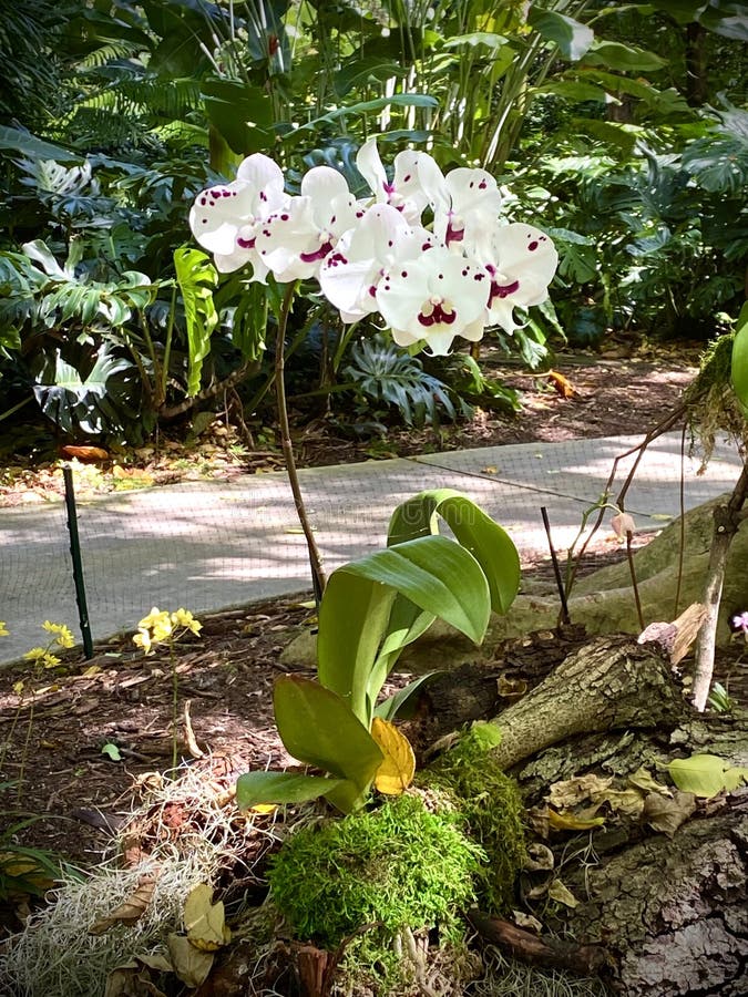 Beautiful White Orchids Display Perched on a Tree Stock Photo - Image ...