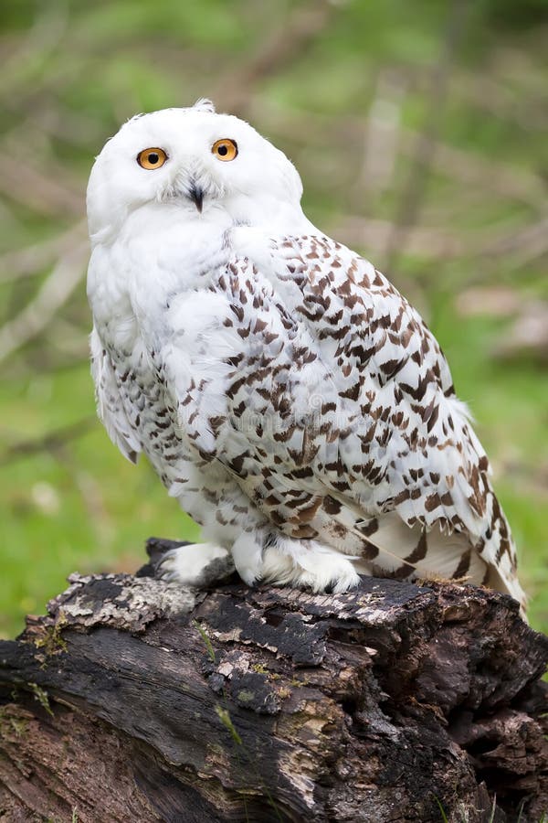 Beautiful white owl stock photo. Image of prey, scandiacus - 20783608