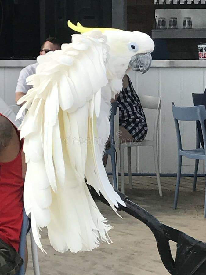 White Parrot Bird stock image. Image of exotic, crest - 98271979