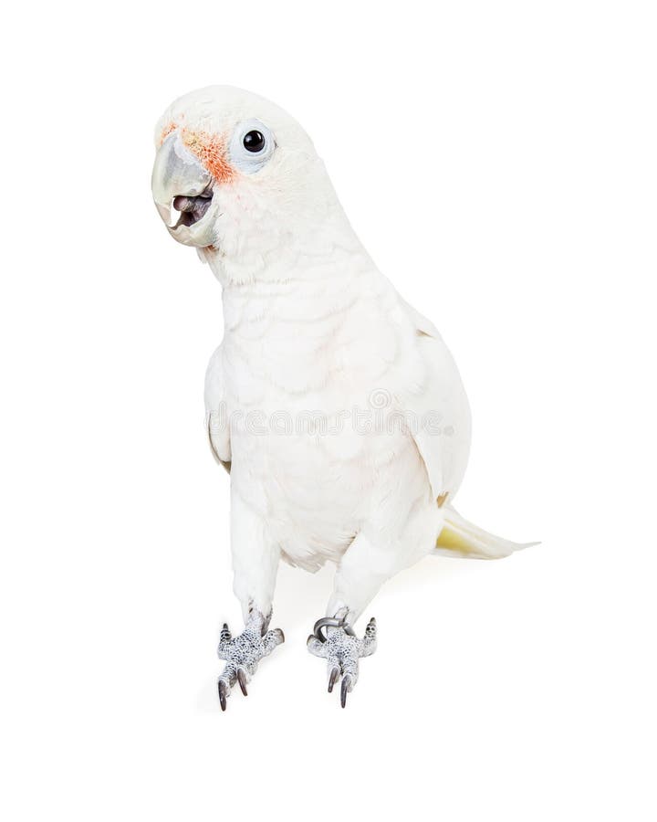 Beautiful White Parrot Bird Isolated Stock Image - Image of indoors ...