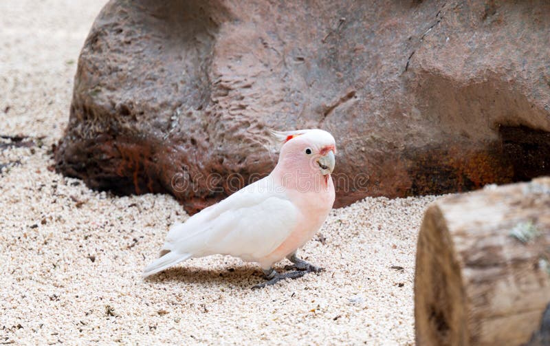 Beautiful white parrot stock photo. Image of white, australia - 300125394