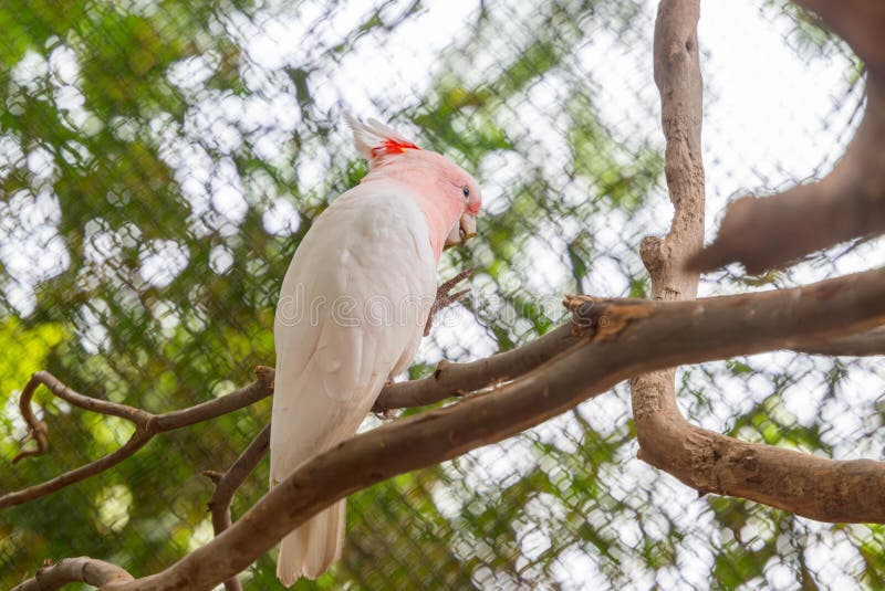 Beautiful white parrot stock photo. Image of sulphur - 300125388