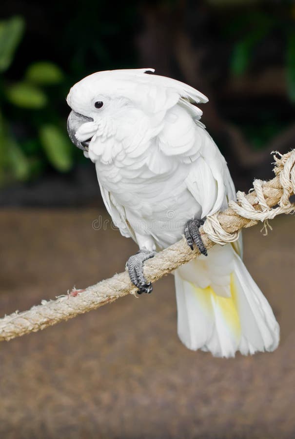 Beautiful white parrot. stock photo. Image of wings, nature - 37479992
