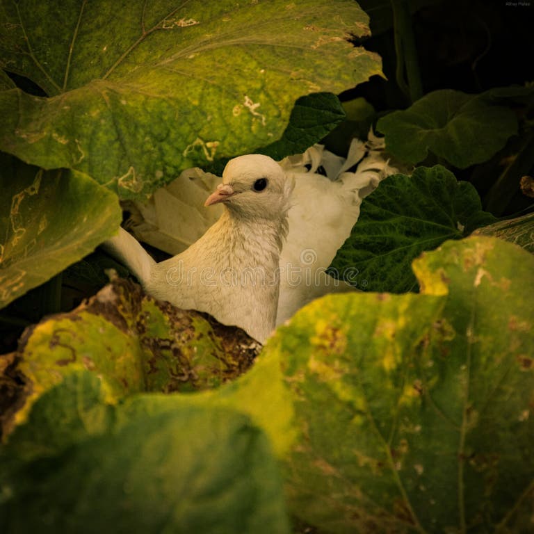 A beautiful white pegion stock image. Image of white - 214599805