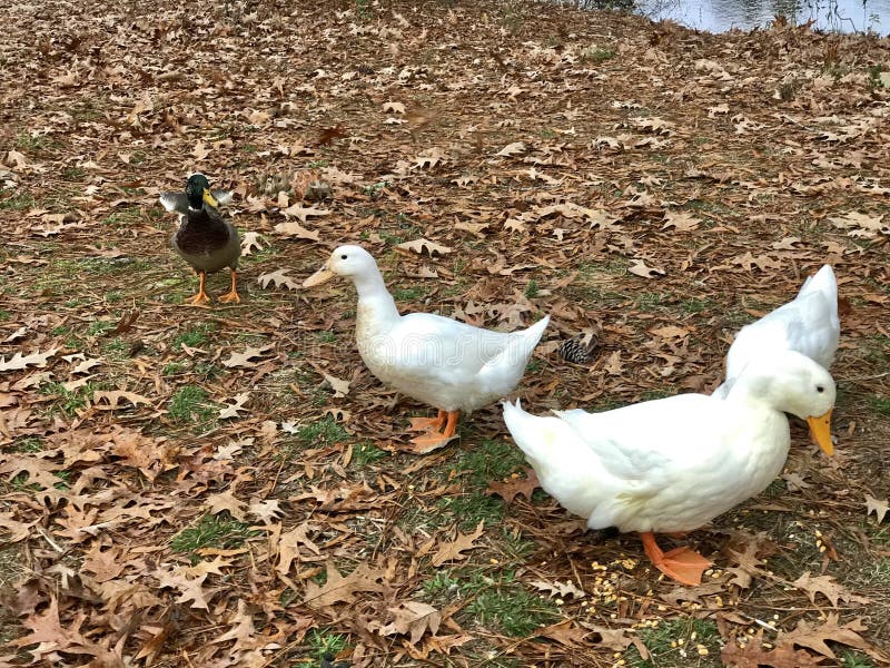 Beautiful White Pekin and Mallard Ducks Eating Corn Stock Image - Image ...