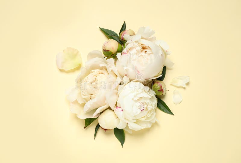 Beautiful White Peonies on Beige Background Stock Photo - Image of ...