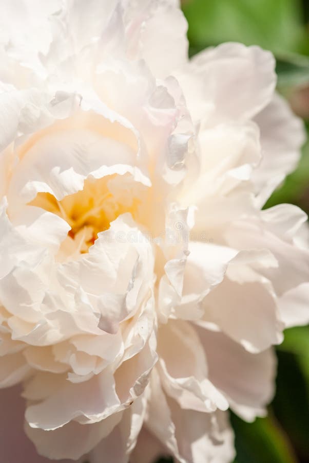 Beautiful white peonies stock photo. Image of birthday - 32273914