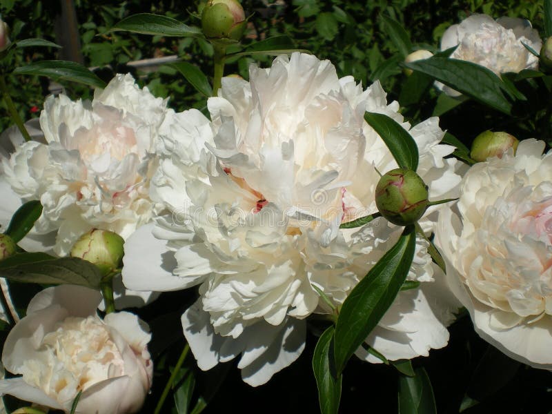White Peonies Glowing in the Sun Stock Image - Image of pions, sunny ...