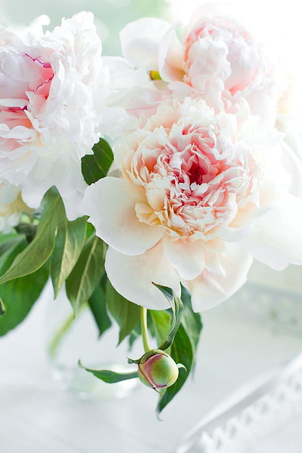 Beautiful White Peony Flowers Stock Photo - Image of background, peony ...