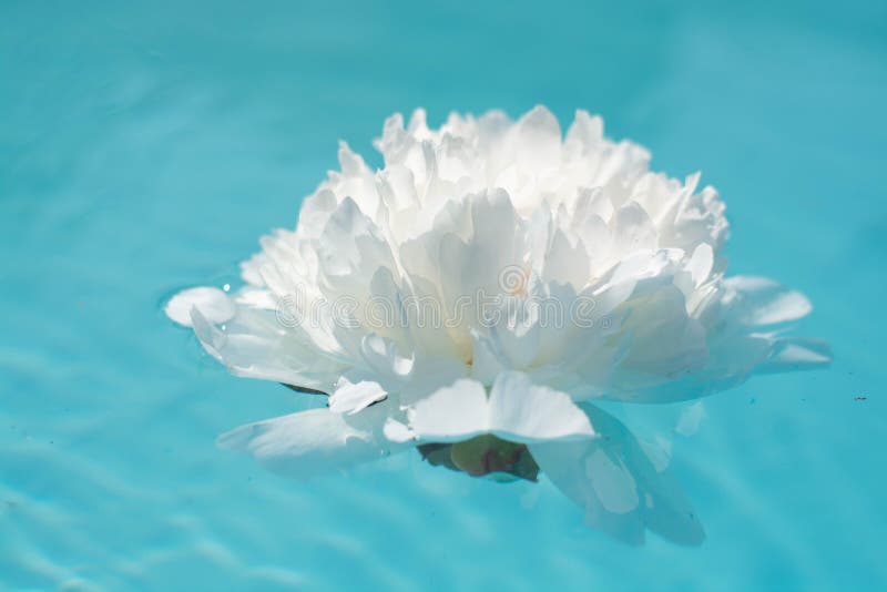 A Beautiful White Peony in the Water, on a Blue Background. Stock Photo ...