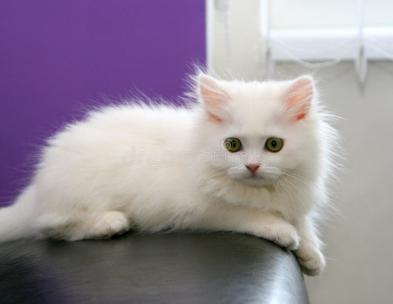 Beautiful White Persian Kitten Stock Photo - Image of adorable, look ...