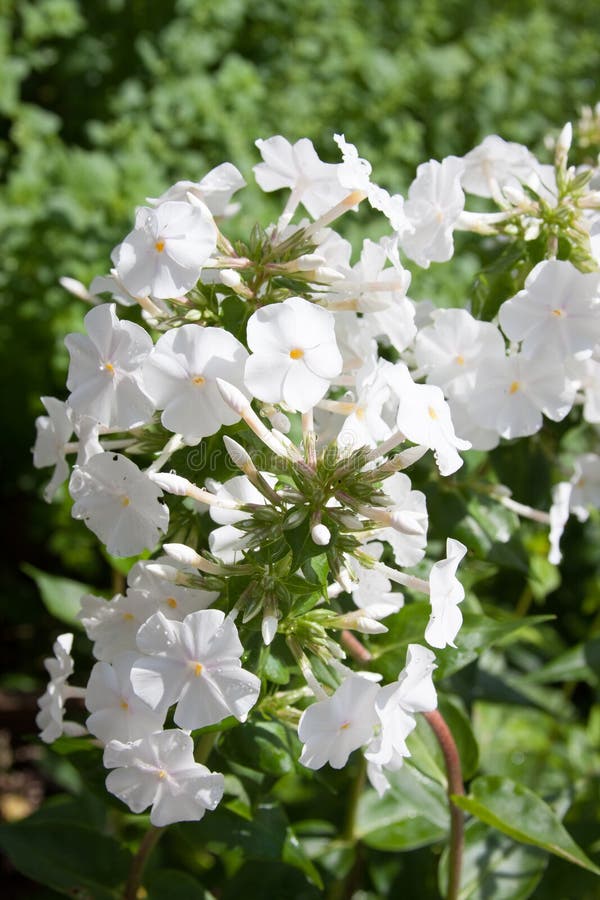 Beautiful White Phlox Flowers in the Garden Stock Image - Image of ...