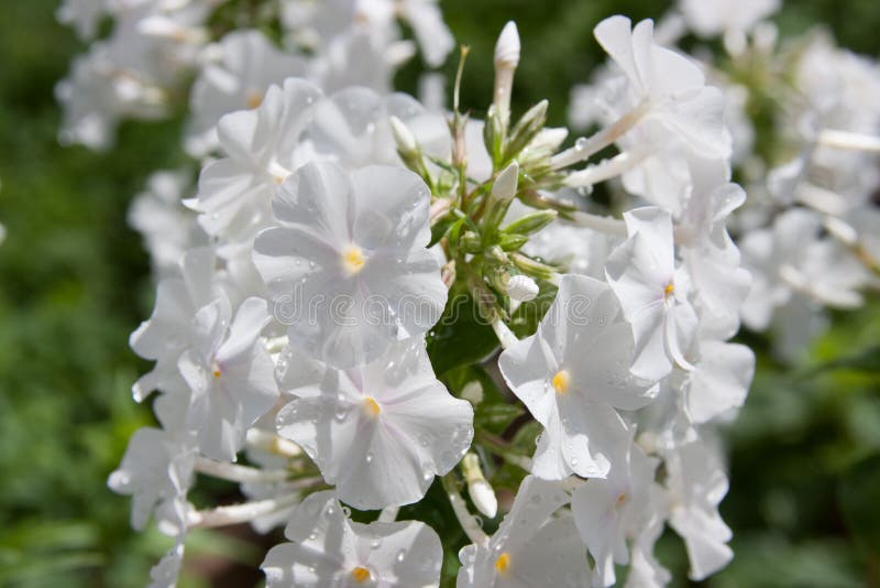 Beautiful White Phlox Flowers in the Garden Stock Image - Image of ...