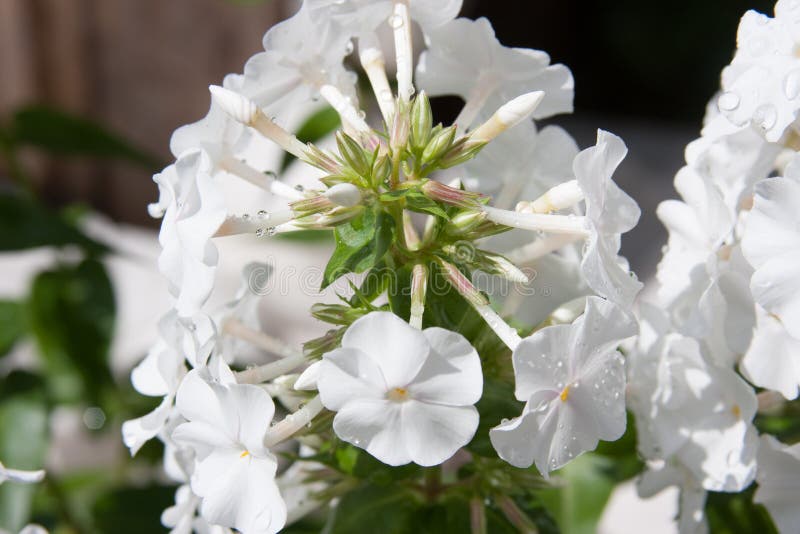Beautiful White Phlox Flowers in the Garden Stock Image - Image of ...